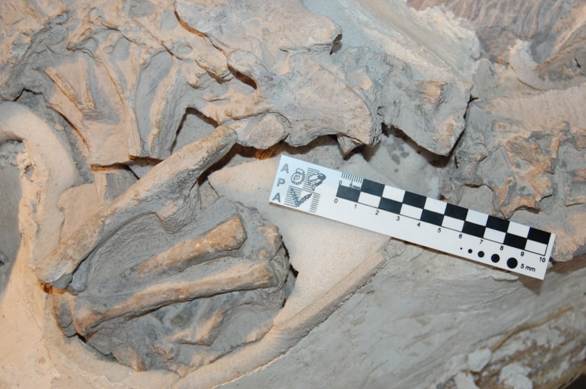 Imágenes 3D revelan el "gateo" de un dinosaurio patagónico beb